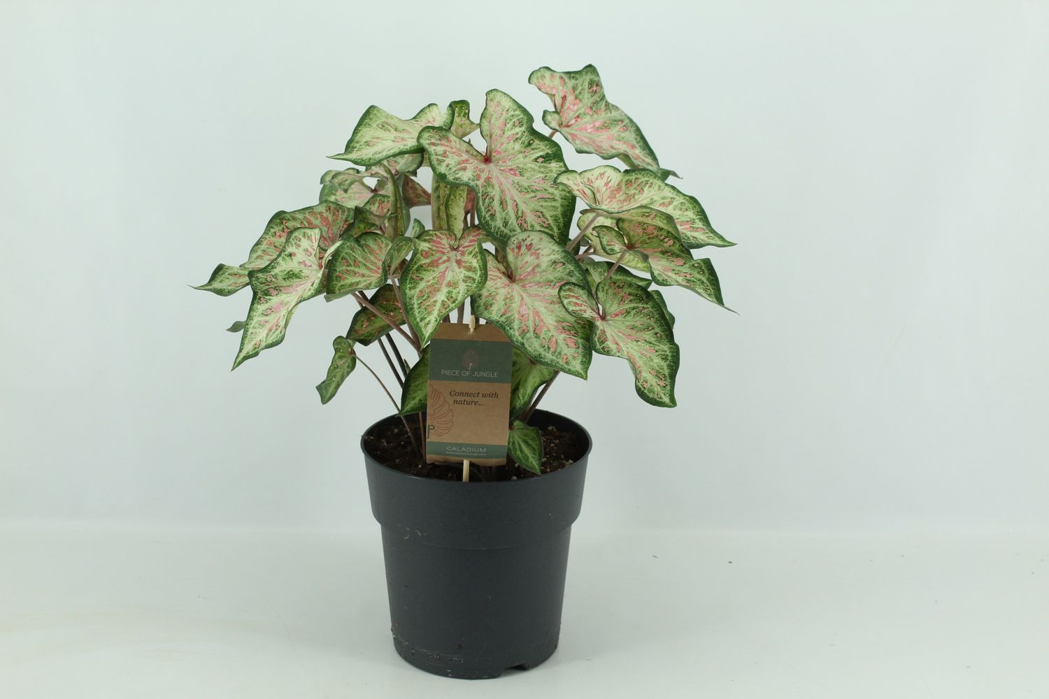 Caladium 'Candyland' — Plant Wholesale FlorAccess