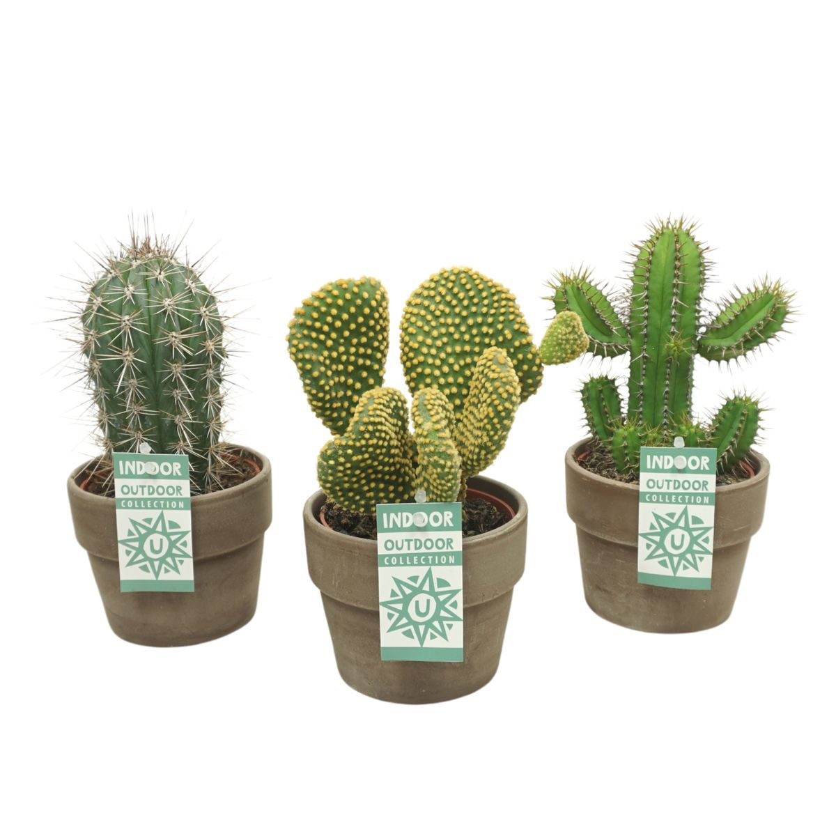 Cactus MIX — Plant Wholesale FlorAccess