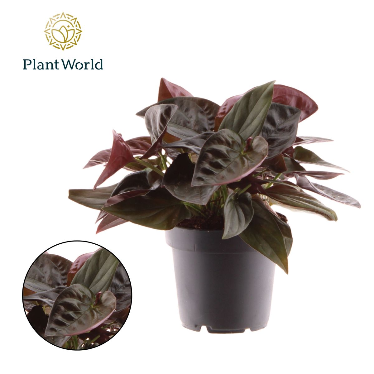 Syngonium erythrophyllum 'Red Arrow' — Plant Wholesale FlorAccess
