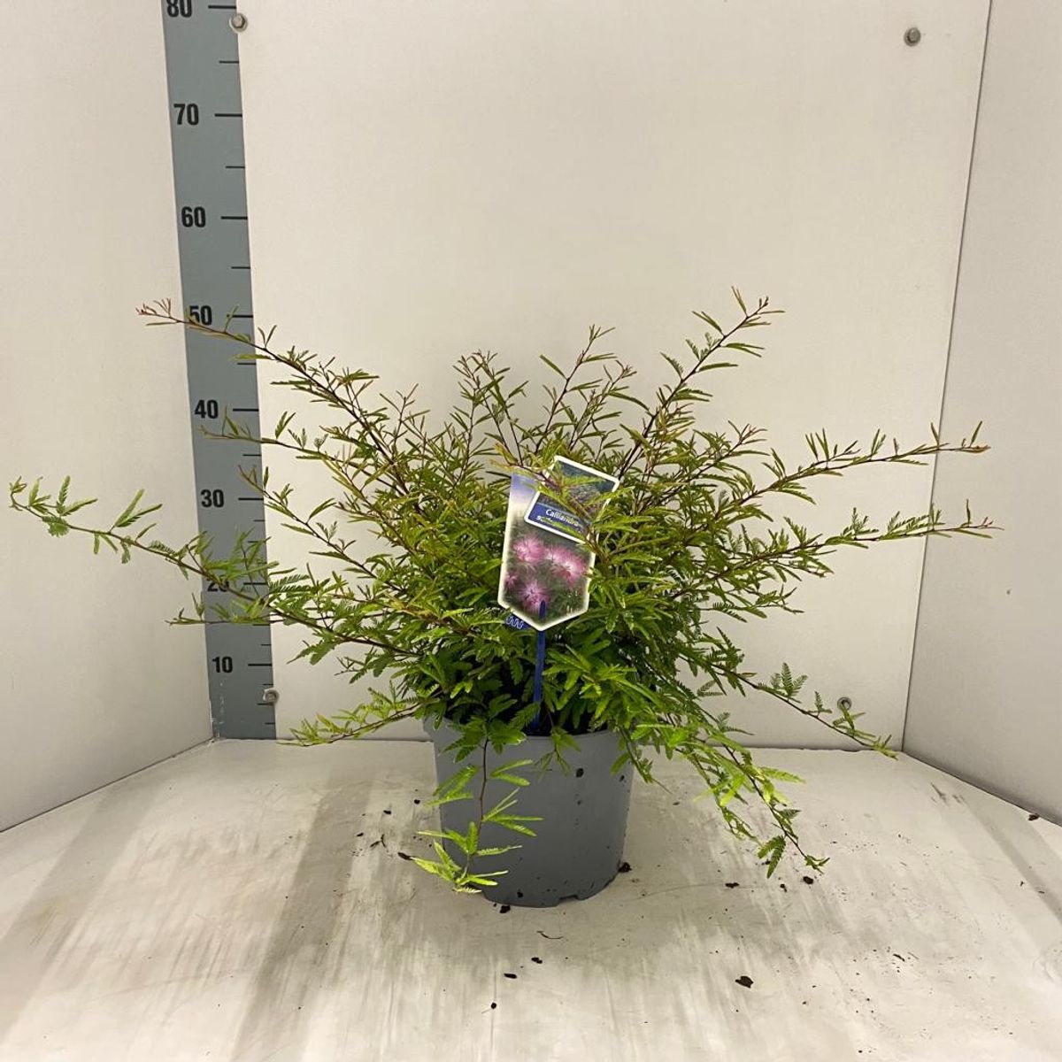 Calliandra surinamensis — Plant Wholesale FlorAccess