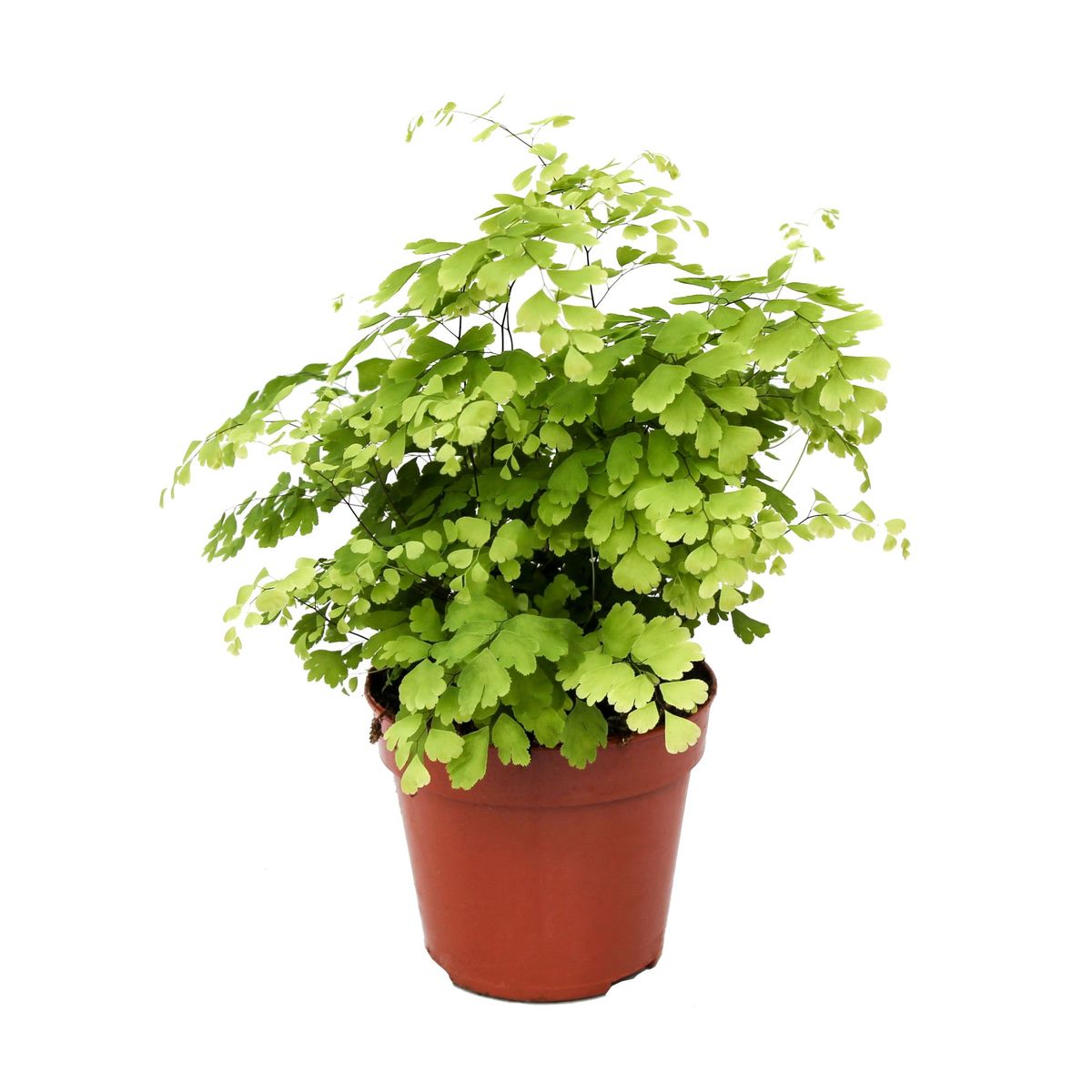 Adiantum raddianum 'Fragrans' — Plant Wholesale FlorAccess