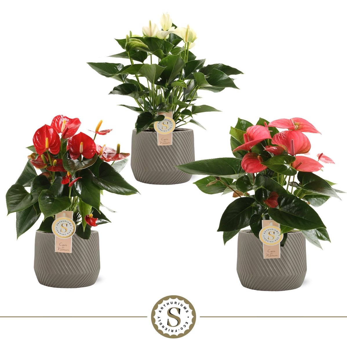 Anthurium MIX — Plant Wholesale FlorAccess