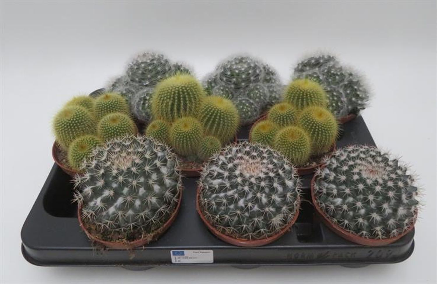 Cactus MIX — Plant Wholesale FlorAccess