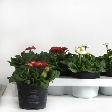 Bellis perennis SPEEDSTAR MIX — Plant Wholesale FlorAccess