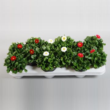 Bellis perennis SPEEDSTAR MIX — Plant Wholesale FlorAccess