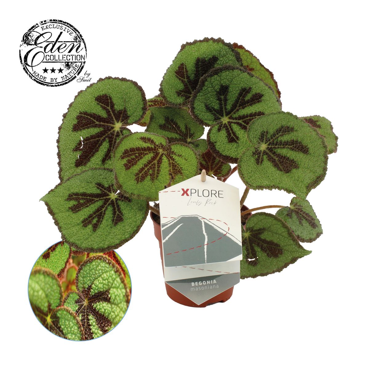 Begonia masoniana ROCK — Рослини оптом FlorAccess
