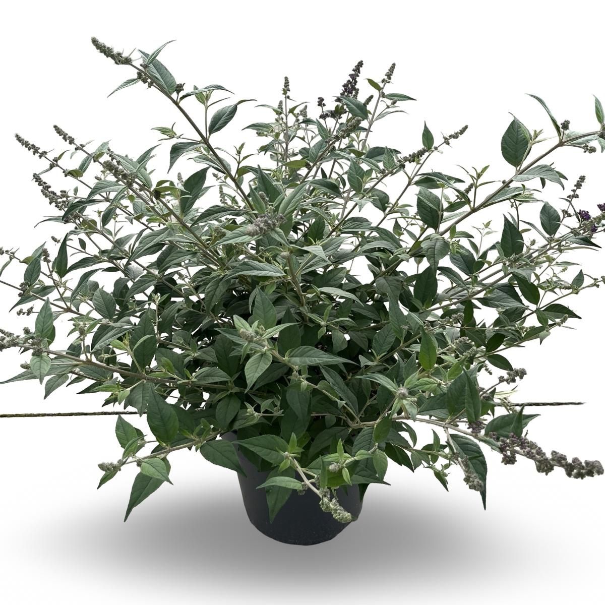 Buddleja 'Blue Chip' — Plant Wholesale FlorAccess