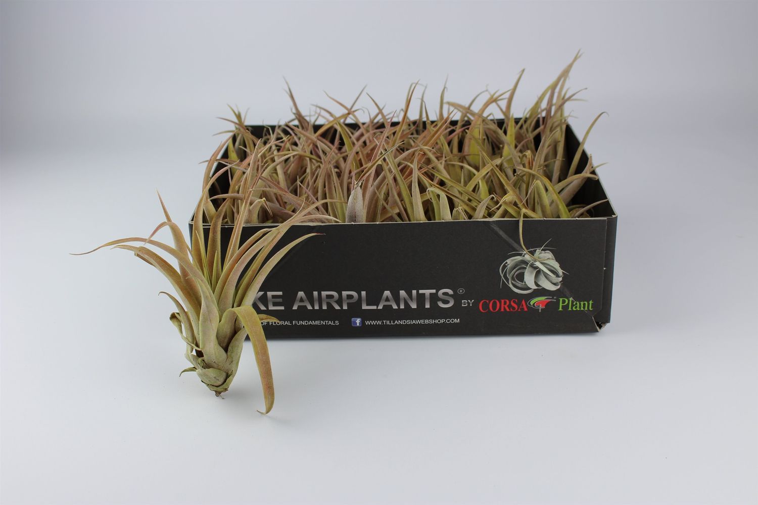 Tillandsia capitata — Рослини оптом FlorAccess