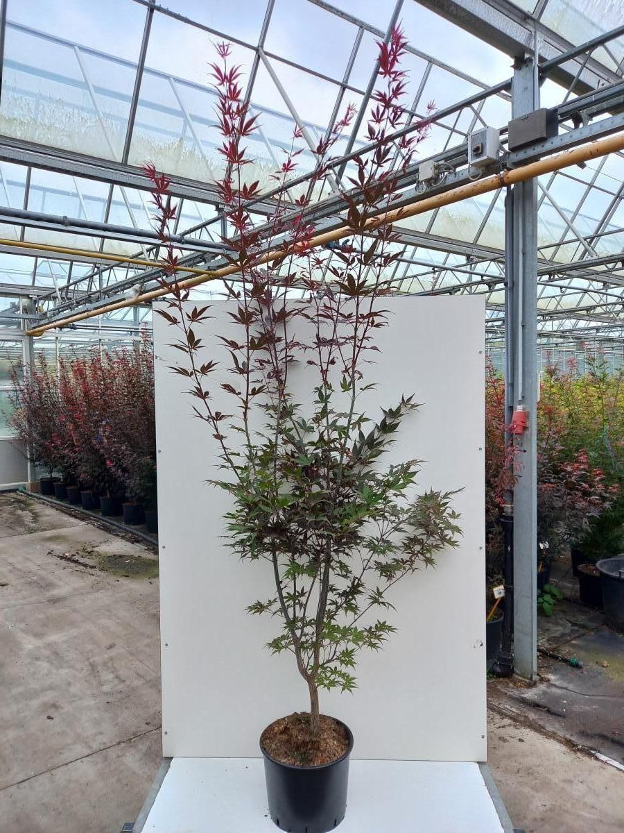 Acer palmatum 'Bloodgood' — Рослини оптом FlorAccess