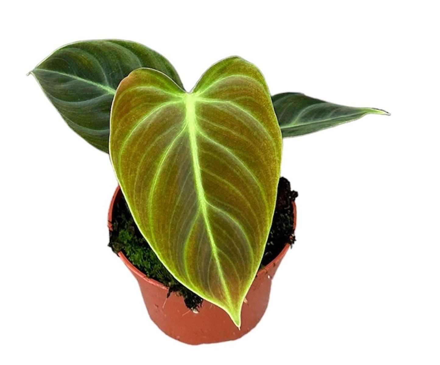 Philodendron 'El Choco Red' — Plant Wholesale FlorAccess