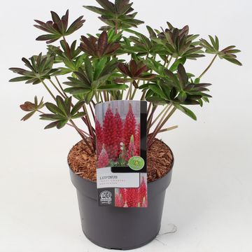 Lupinus WEST COUNTRY BEEFEATER — Plant Wholesale FlorAccess