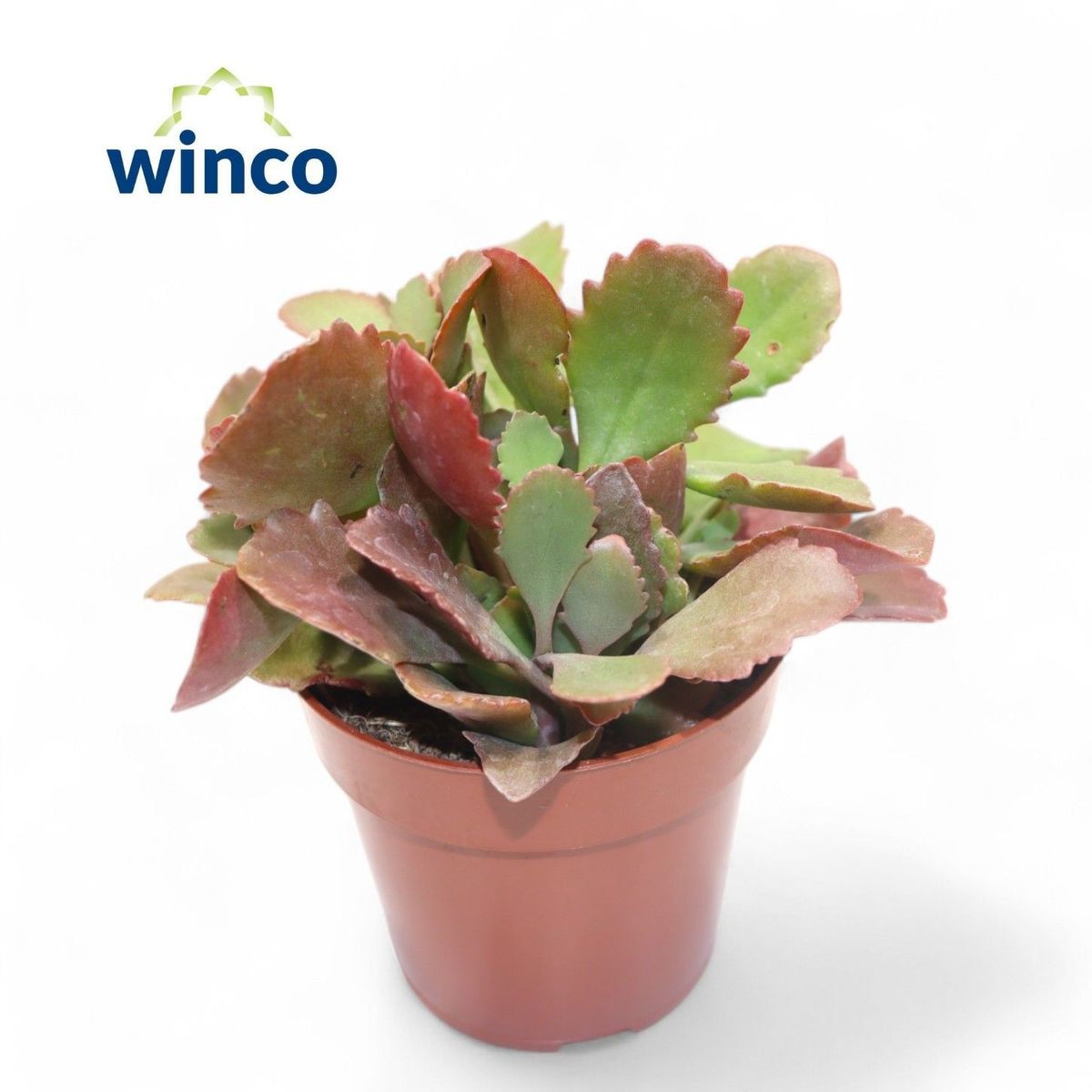 Kalanchoe rubinea — Plant Wholesale FlorAccess