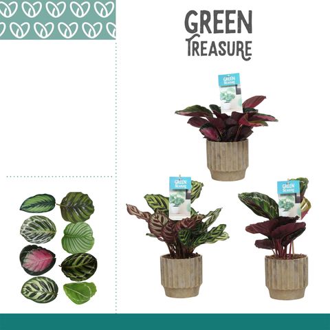 Calathea MIX — Plant Wholesale FlorAccess