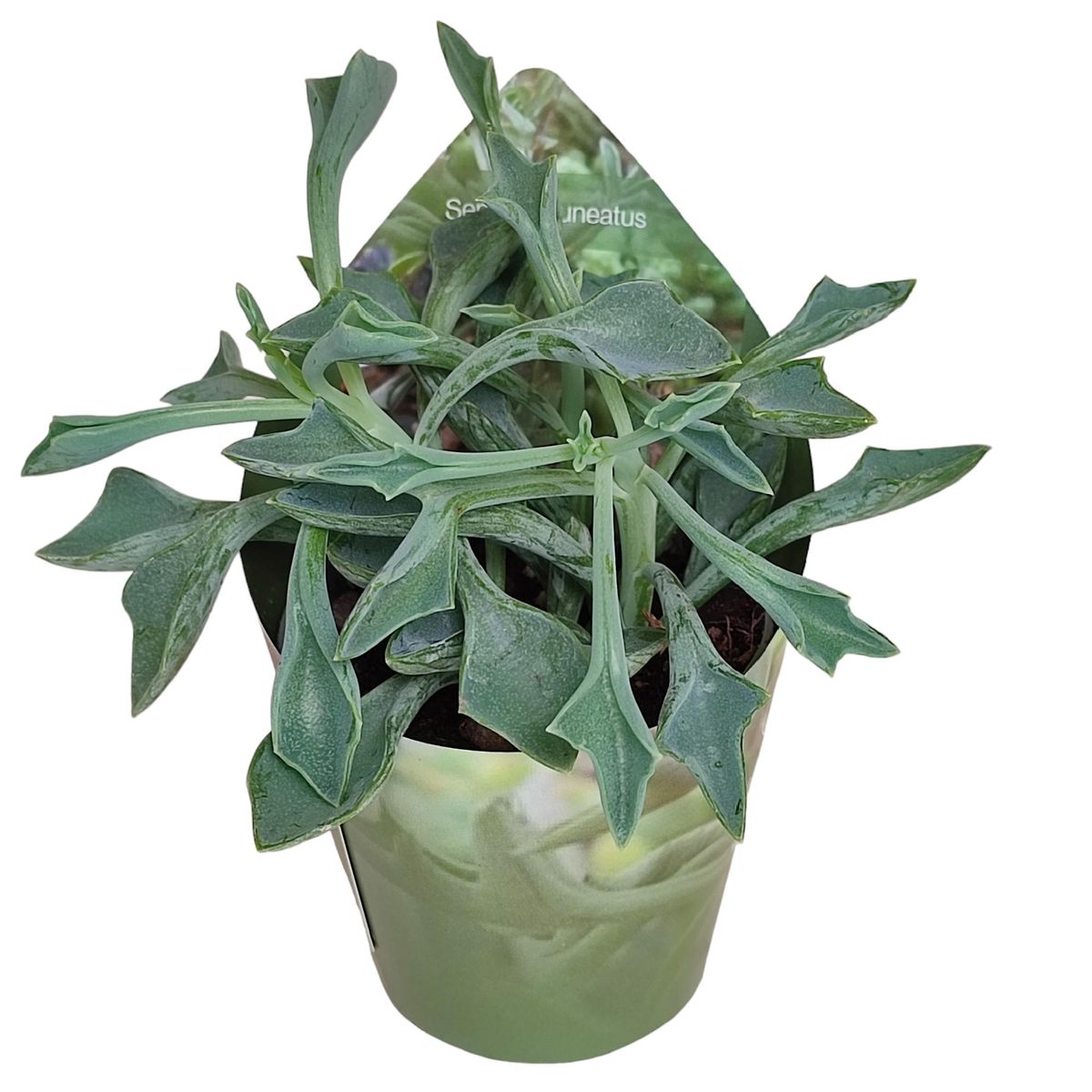 Senecio cuneatus — Plant Wholesale FlorAccess