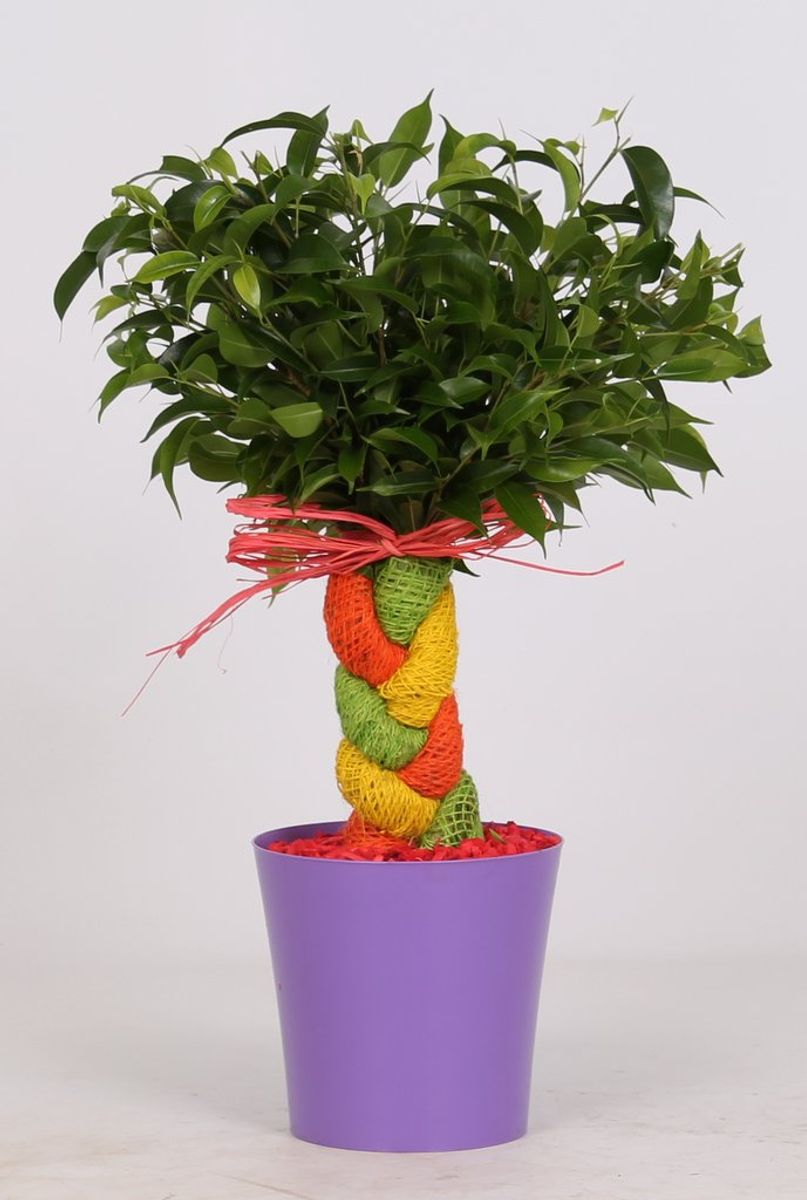 Ficus benjamina 'Natasja' — Plant Wholesale FlorAccess