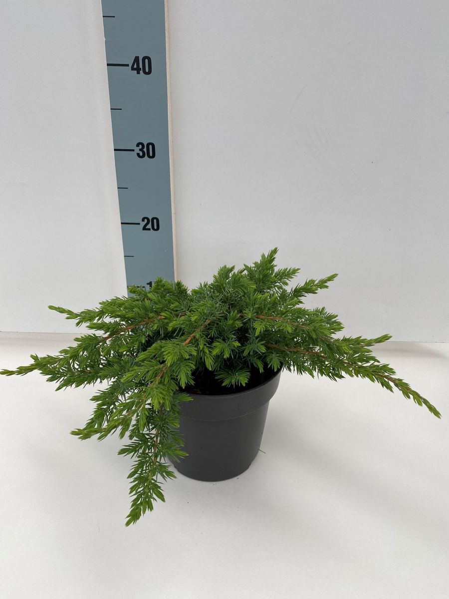 Juniperus conferta 'Schlager' — Plant Wholesale FlorAccess