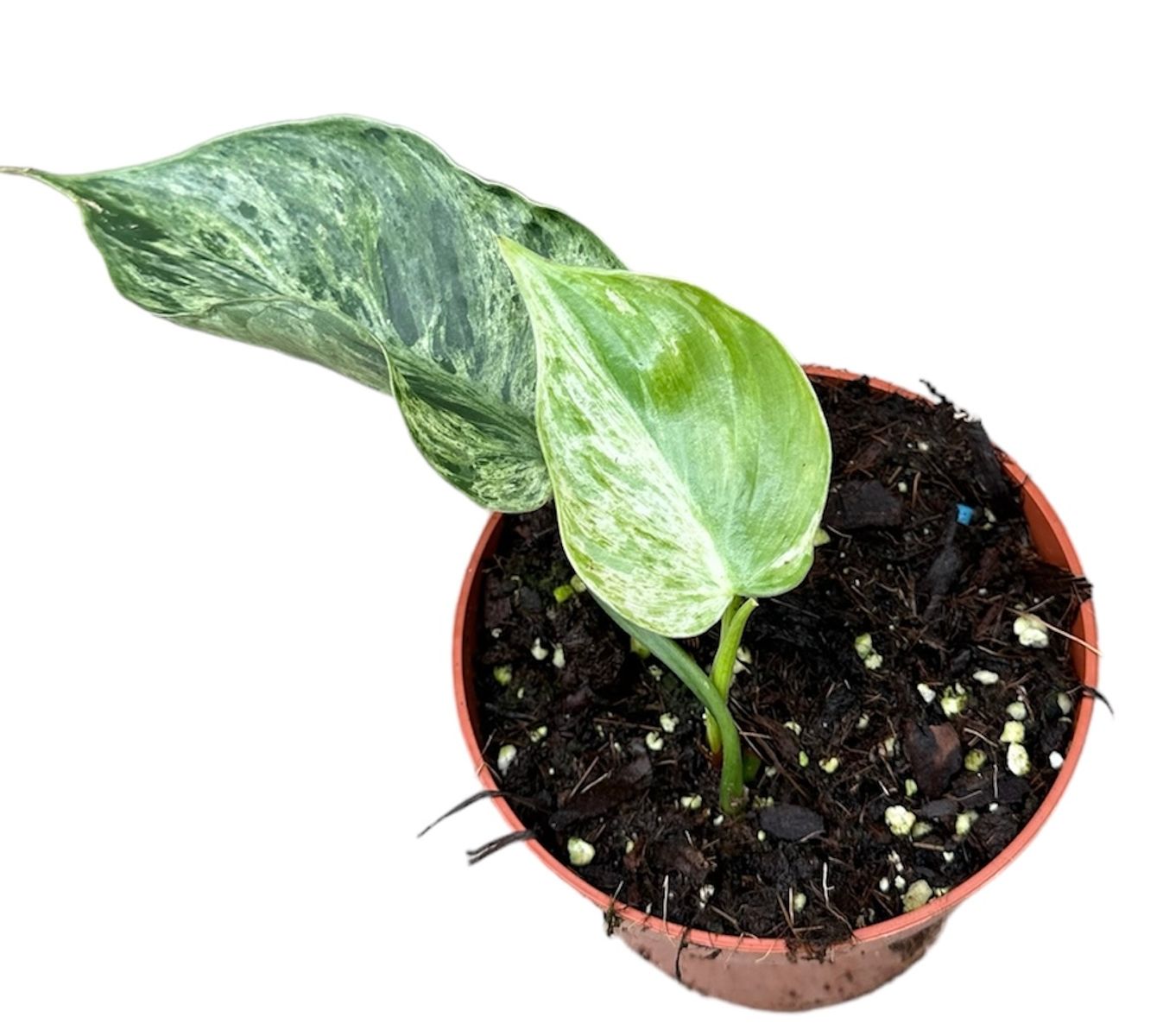 Philodendron hederaceum oxycardium 'Variegata' — Plant Wholesale FlorAccess