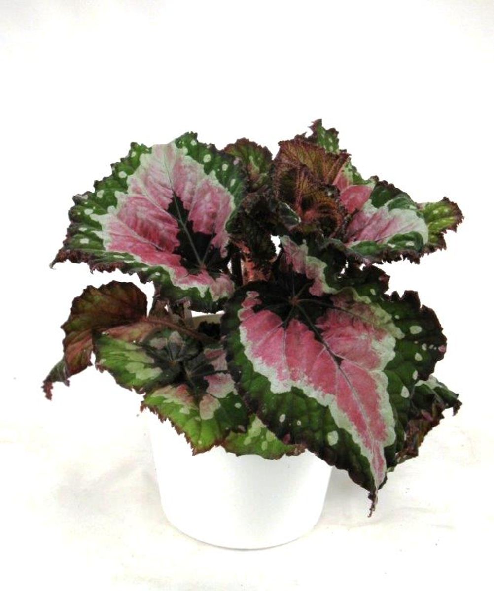Begonia 'Merry Christmas' — Grossiste en Plantes FlorAccess