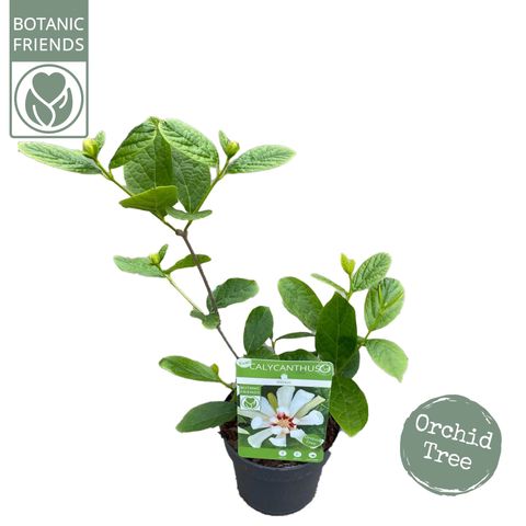 Calycanthus 'Venus' — Plant Wholesale FlorAccess