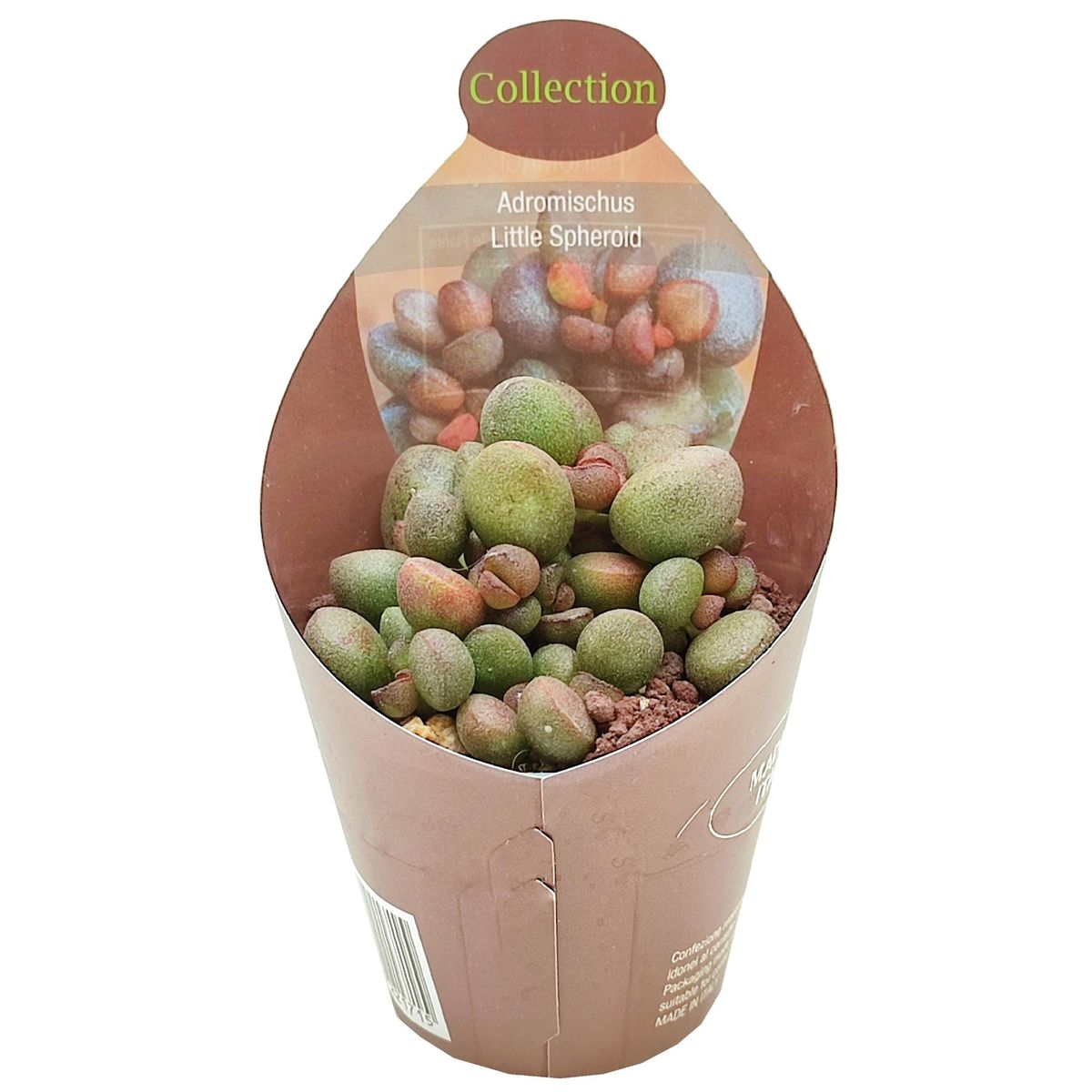 Adromischus marianae 'Little Spheroid' — Plant Wholesale FlorAccess