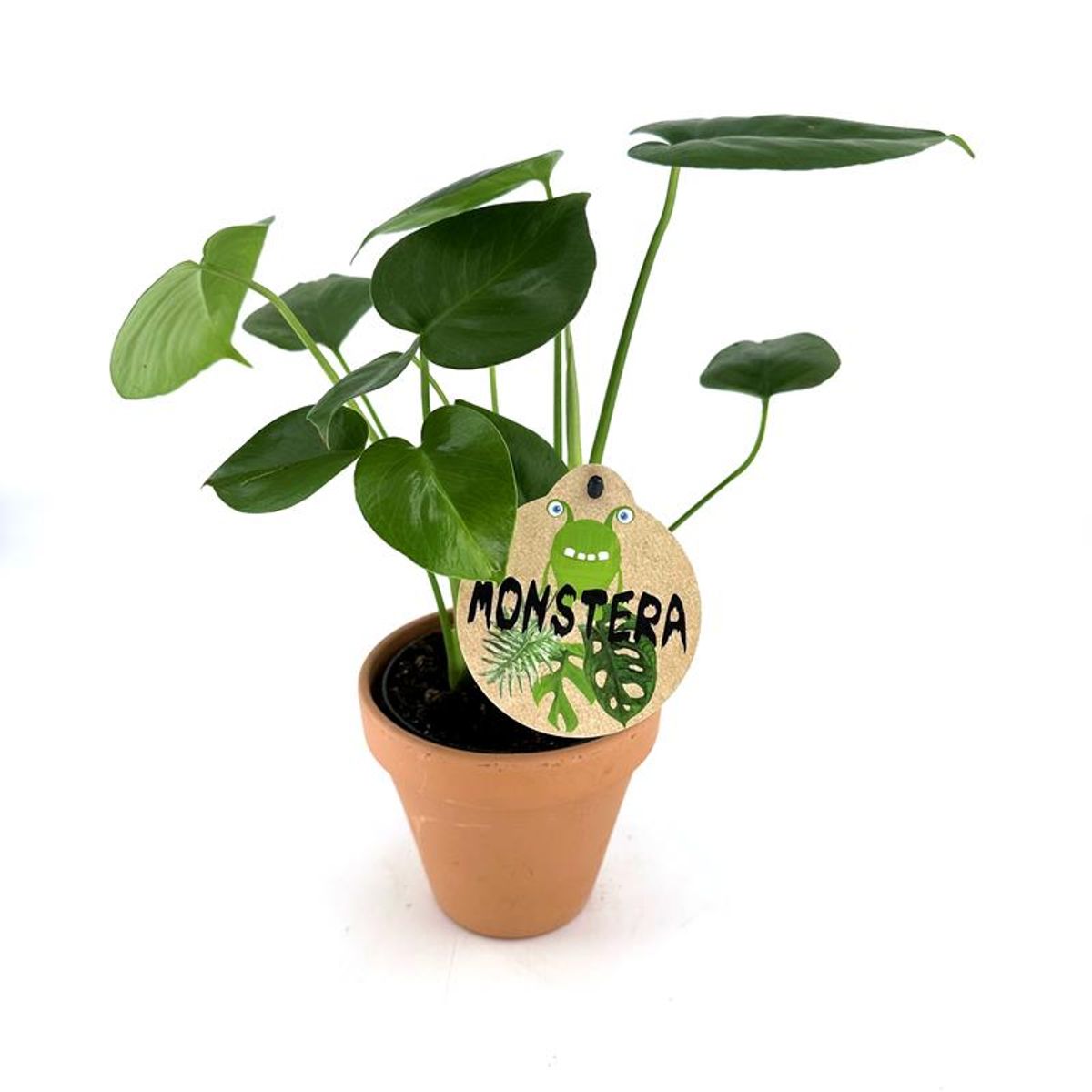 Monstera deliciosa — Plant Wholesale FlorAccess