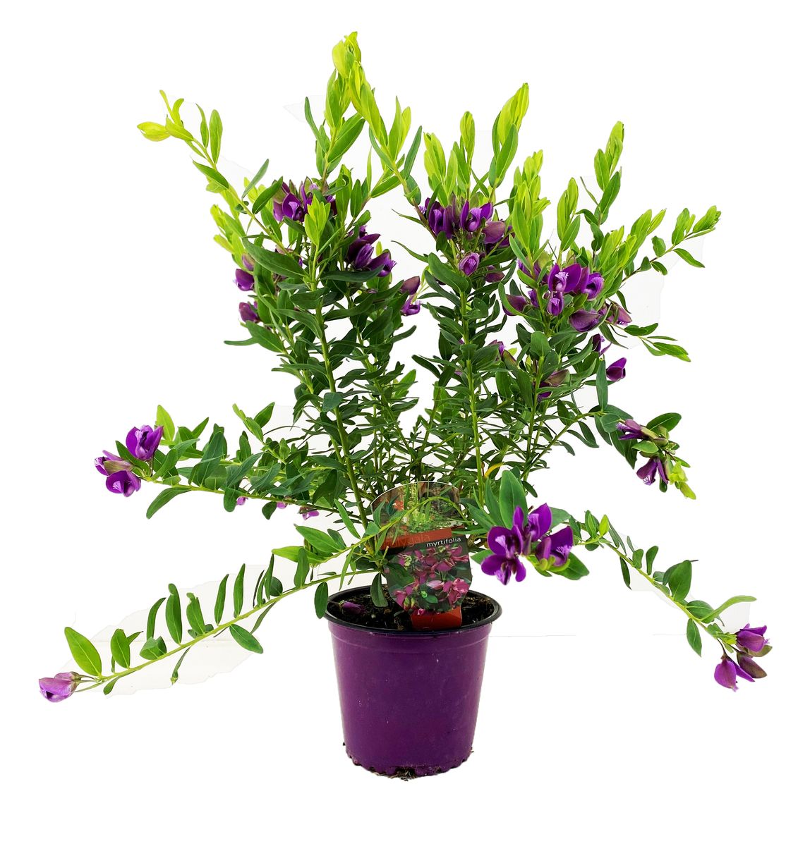 Polygala myrtifolia — Plant Wholesale FlorAccess