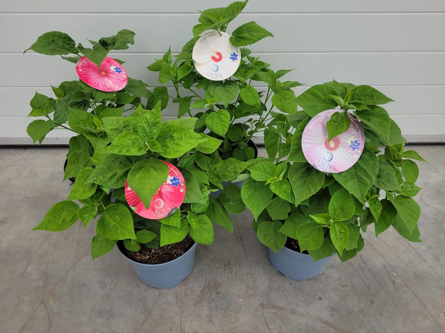 Hibiscus moscheutos LUNA MIX — Plant Wholesale FlorAccess