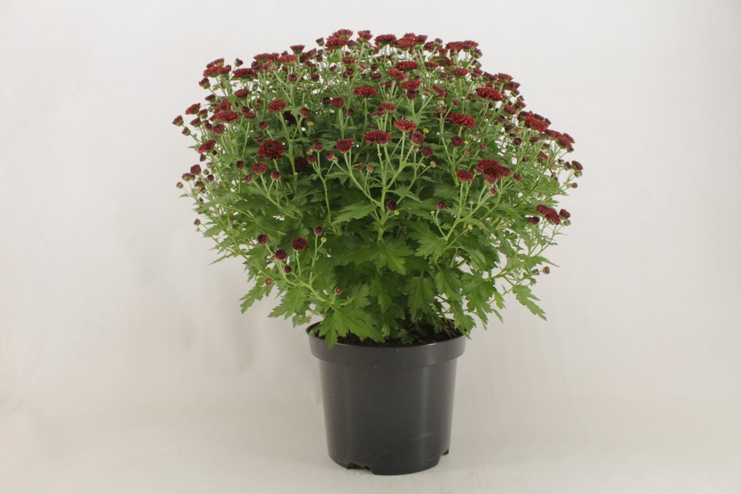 Chrysanthemum 'Jasoda Red' — Plant Wholesale FlorAccess