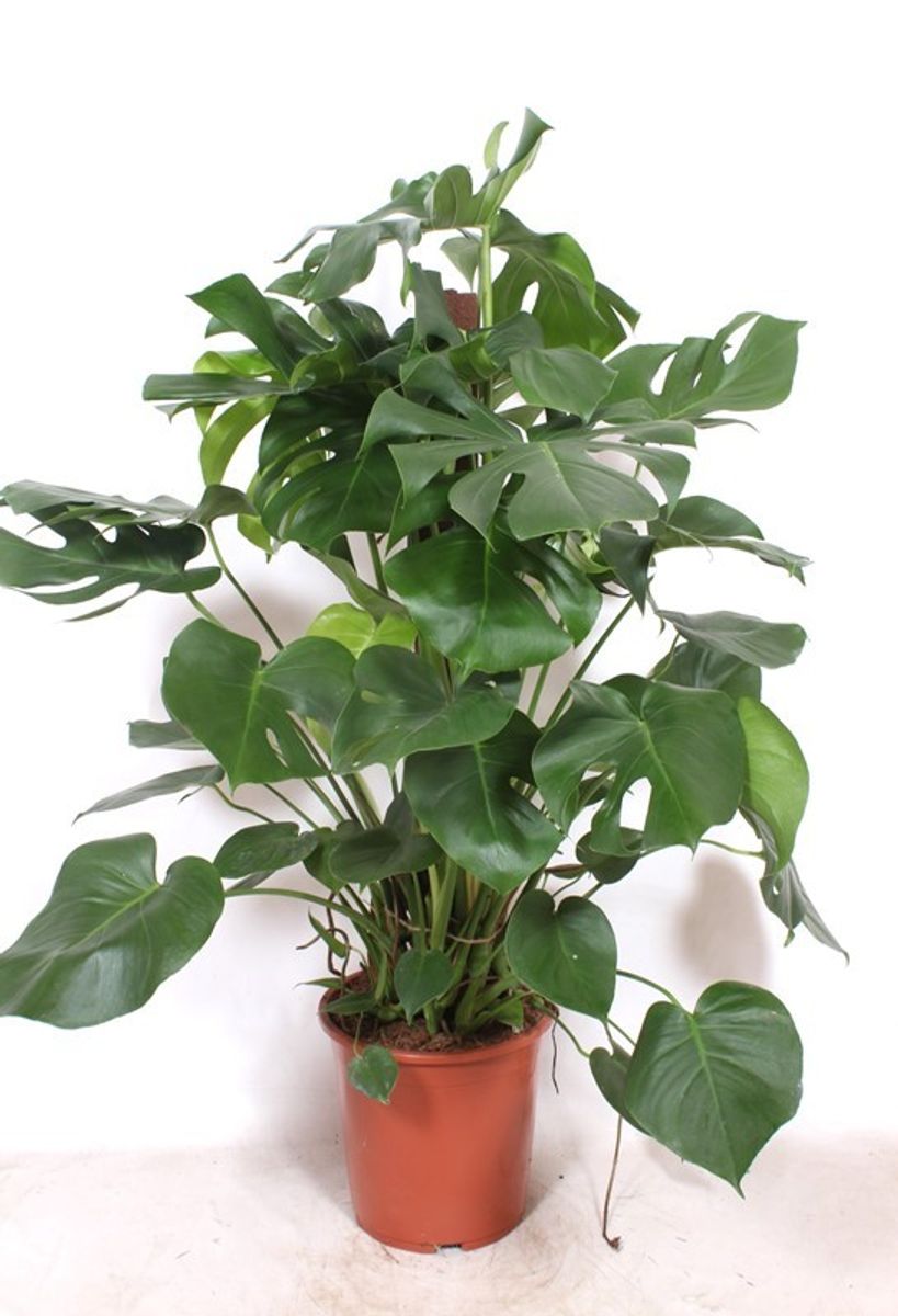 Monstera deliciosa — Plant Wholesale FlorAccess