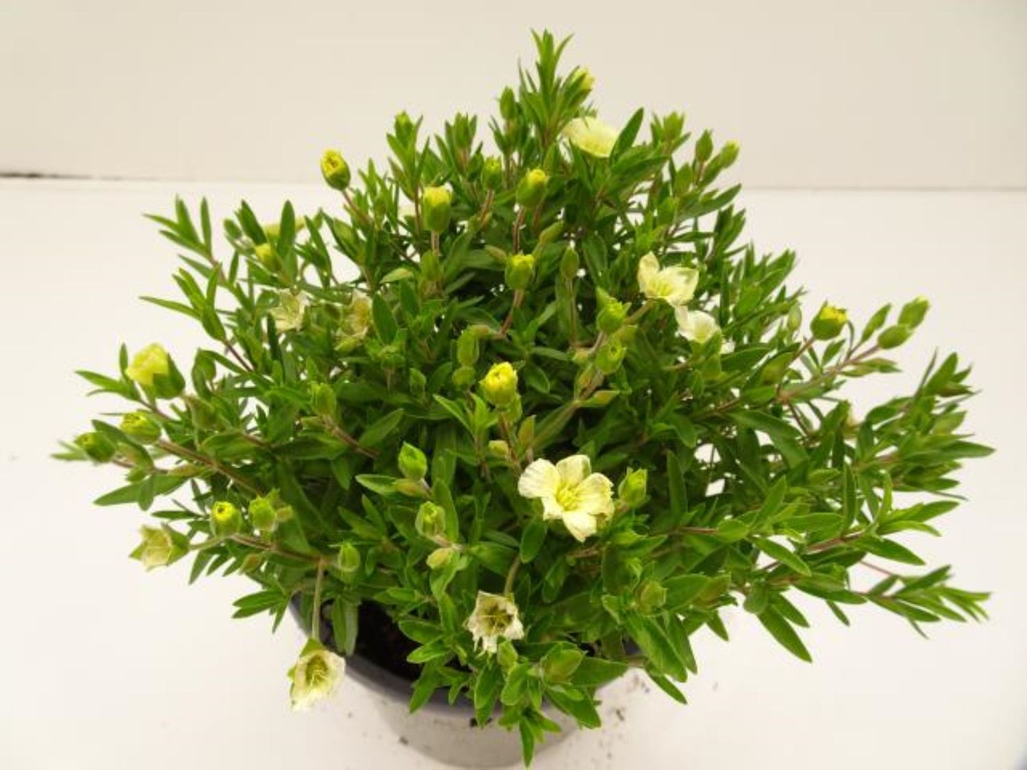Arenaria montana 'Summer Lemon' — Plant Wholesale FlorAccess