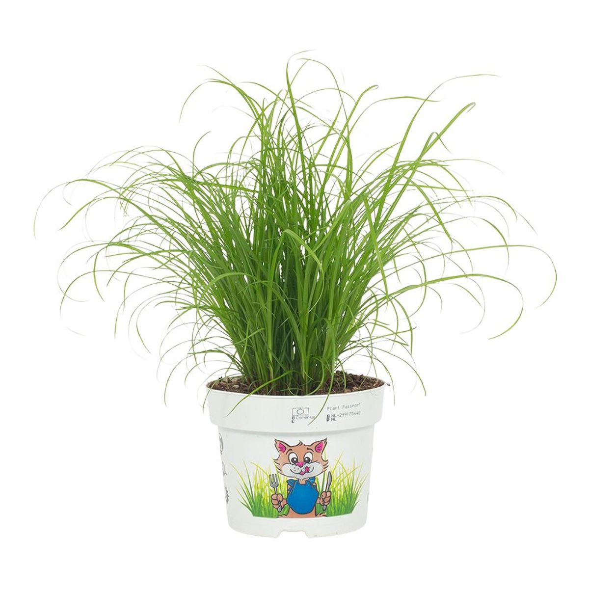 Cyperus alternifolius 'Zumula' — Plant Wholesale FlorAccess