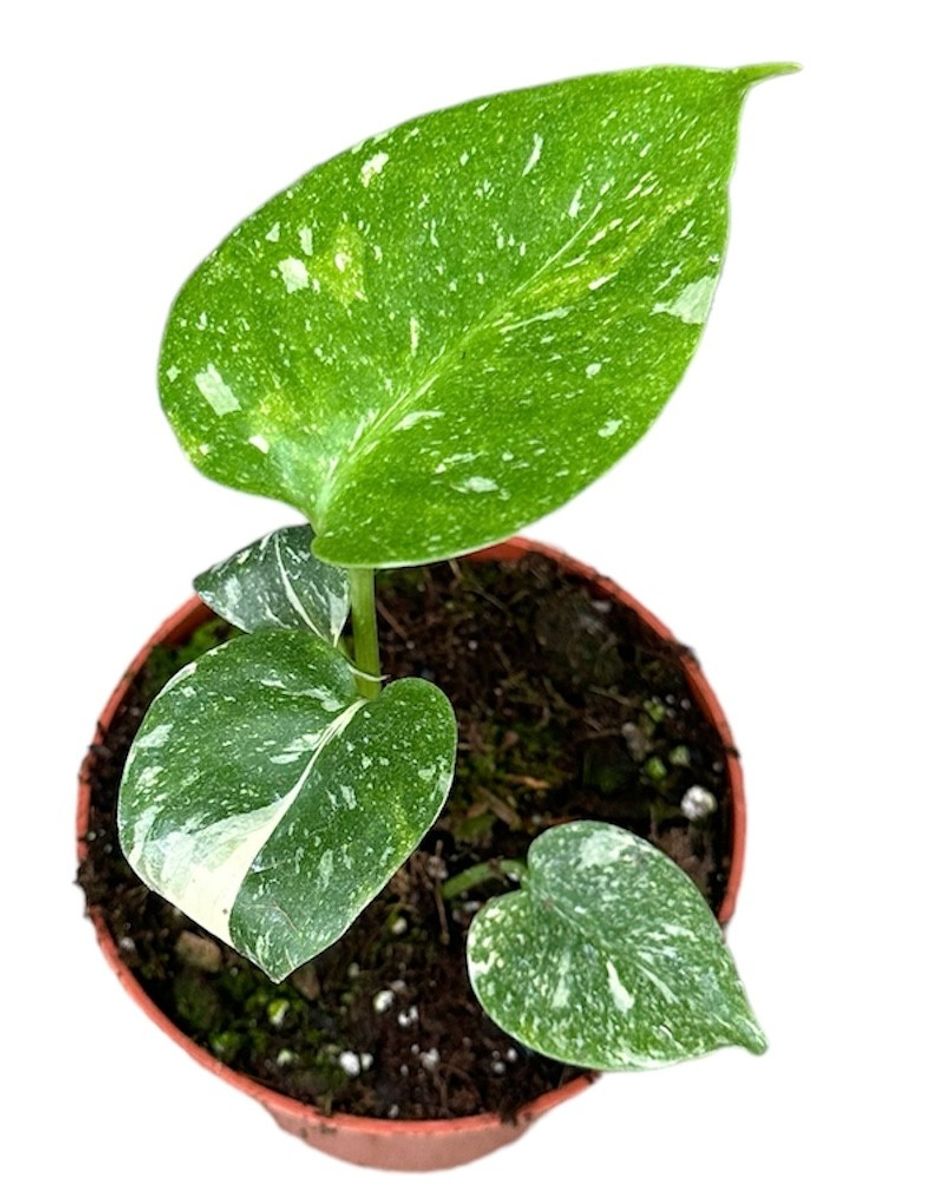 Monstera 'Thai Constellation' — Plant Wholesale FlorAccess