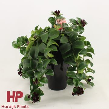 Foliage — Plant Wholesale FlorAccess