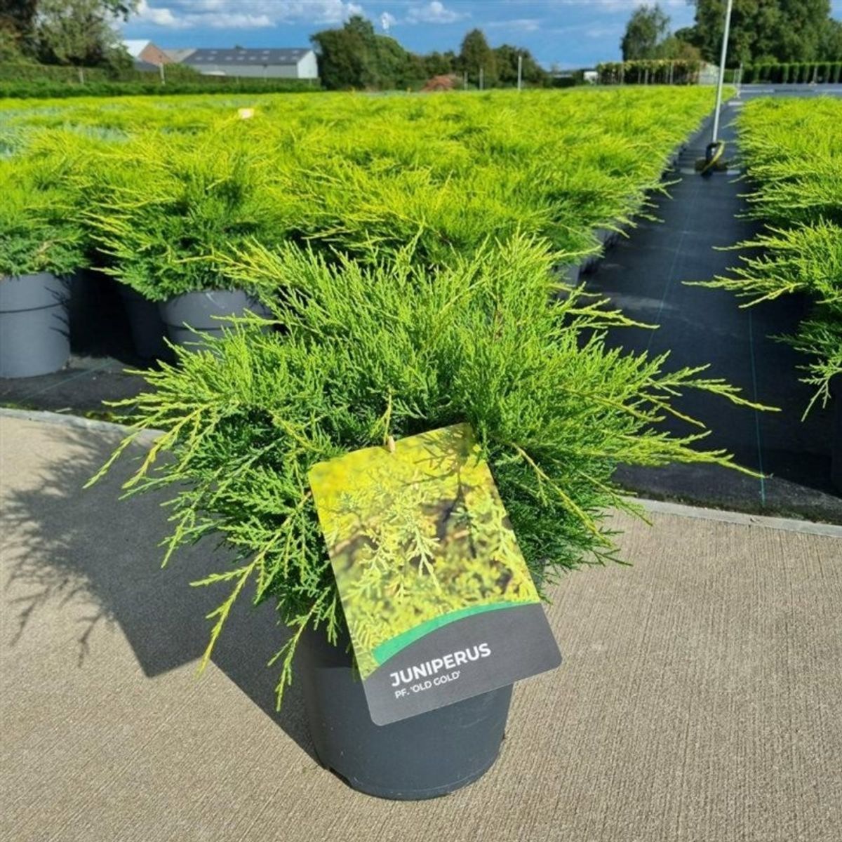 Juniperus x pfitzeriana 'Old Gold' — Plant Wholesale FlorAccess