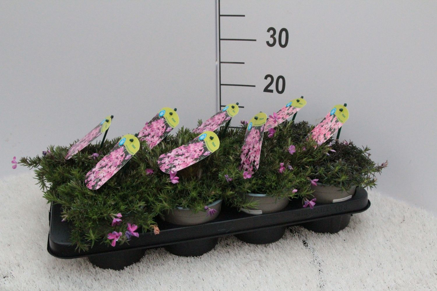 Phlox SUBULATA MIX — Plant Wholesale FlorAccess