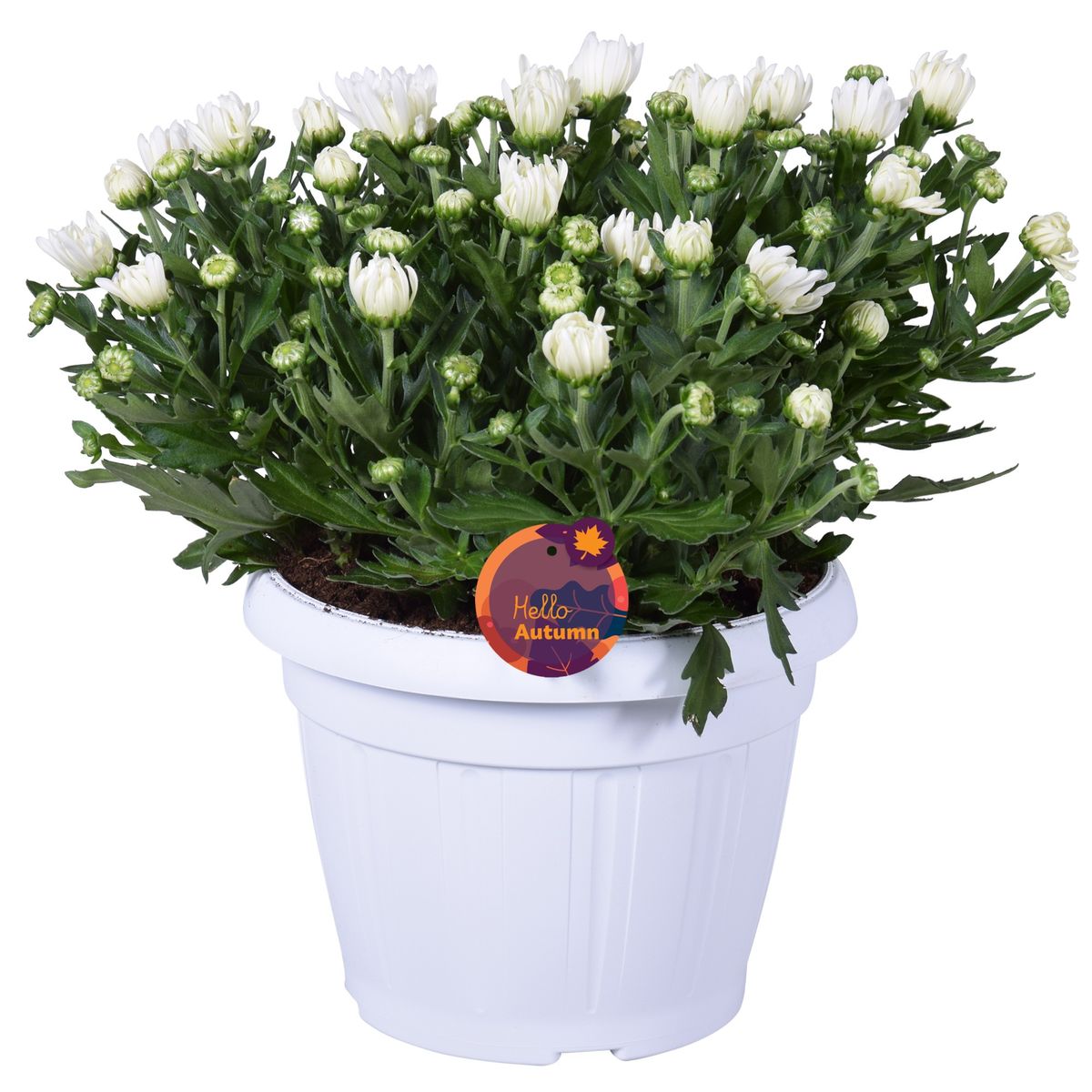 Chrysanthemum indicum — Plant Wholesale FlorAccess