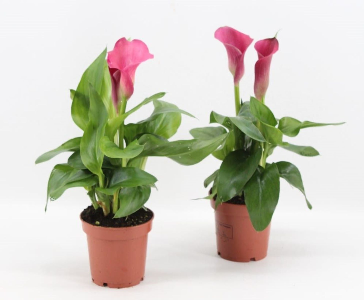 Zantedeschia 'Captain Cheerio' — Plant Wholesale FlorAccess
