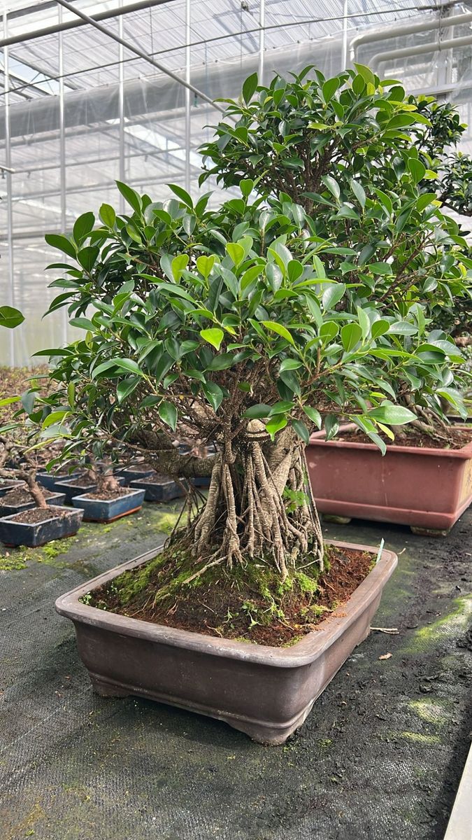 Ficus retusa — Plant Wholesale FlorAccess