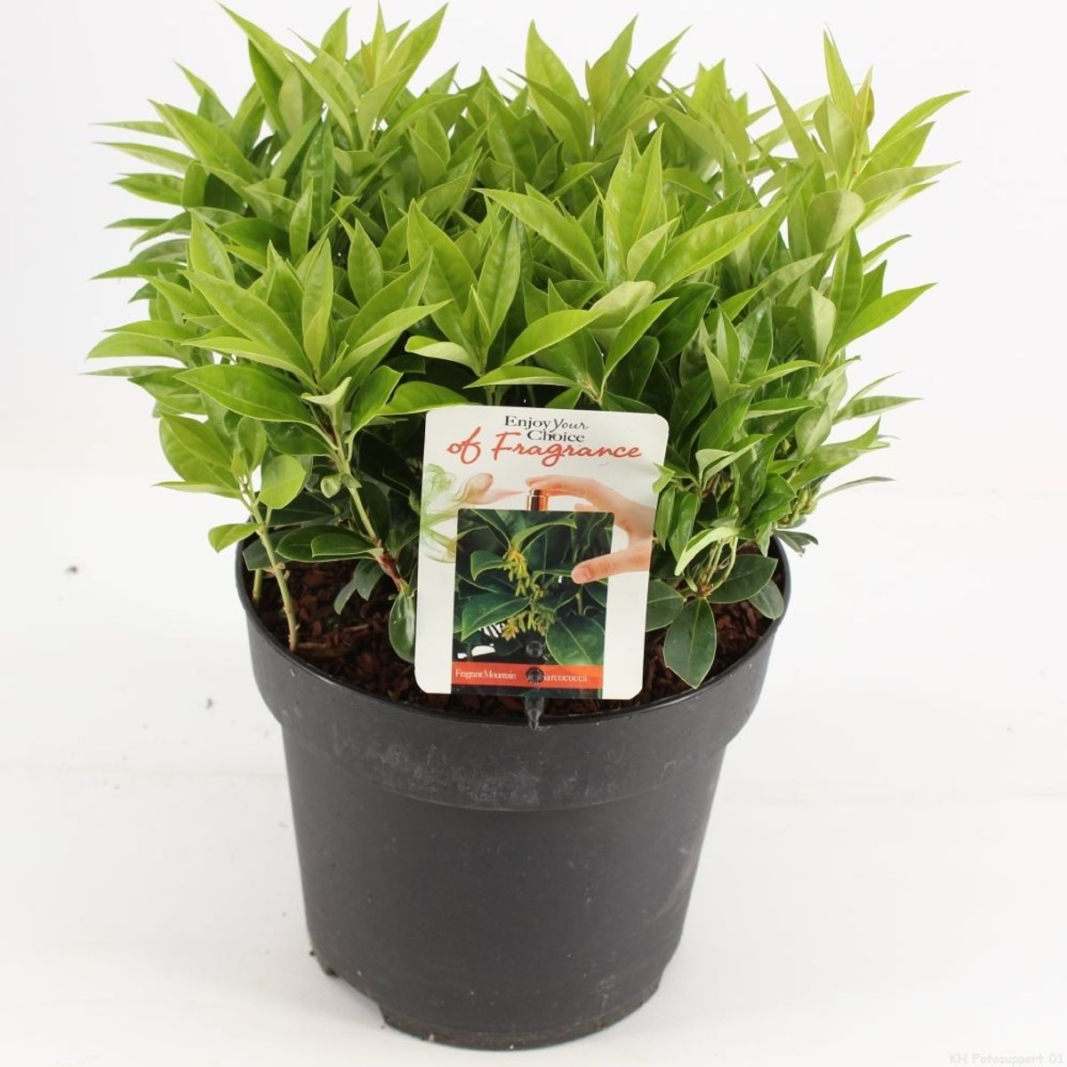 Sarcococca hookeriana FRAGRANT MOUNTAIN — Grossiste en Plantes FlorAccess