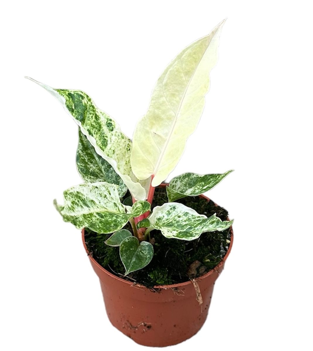 Anthurium bonplandii 'Variegata' — Plant Wholesale FlorAccess