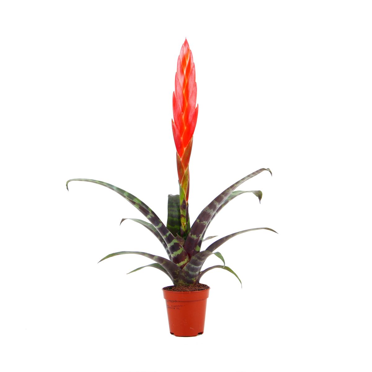 Vriesea 'Era' — Plant Wholesale FlorAccess