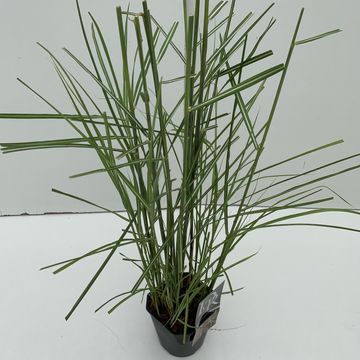 Miscanthus sinensis PINK CLOUD — Plant Wholesale FlorAccess