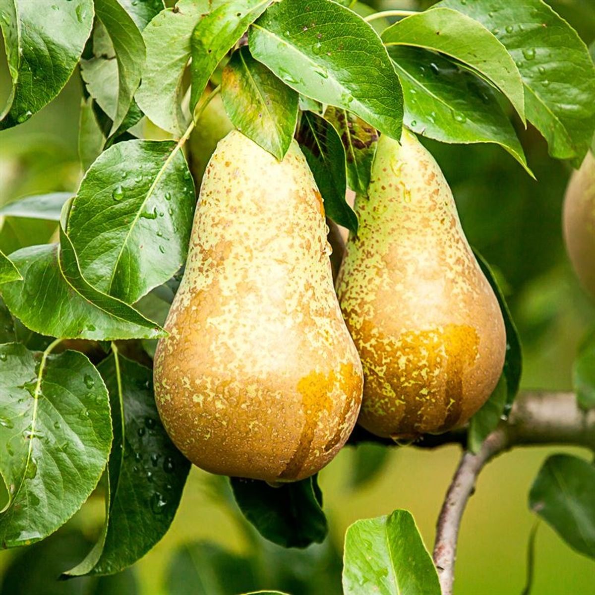 Pyrus communis 'Conference' — Plant Wholesale FlorAccess