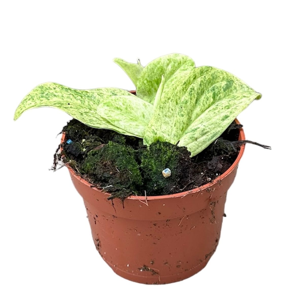 Rhaphidophora korthalsii 'Marble Aura' — Plant Wholesale FlorAccess