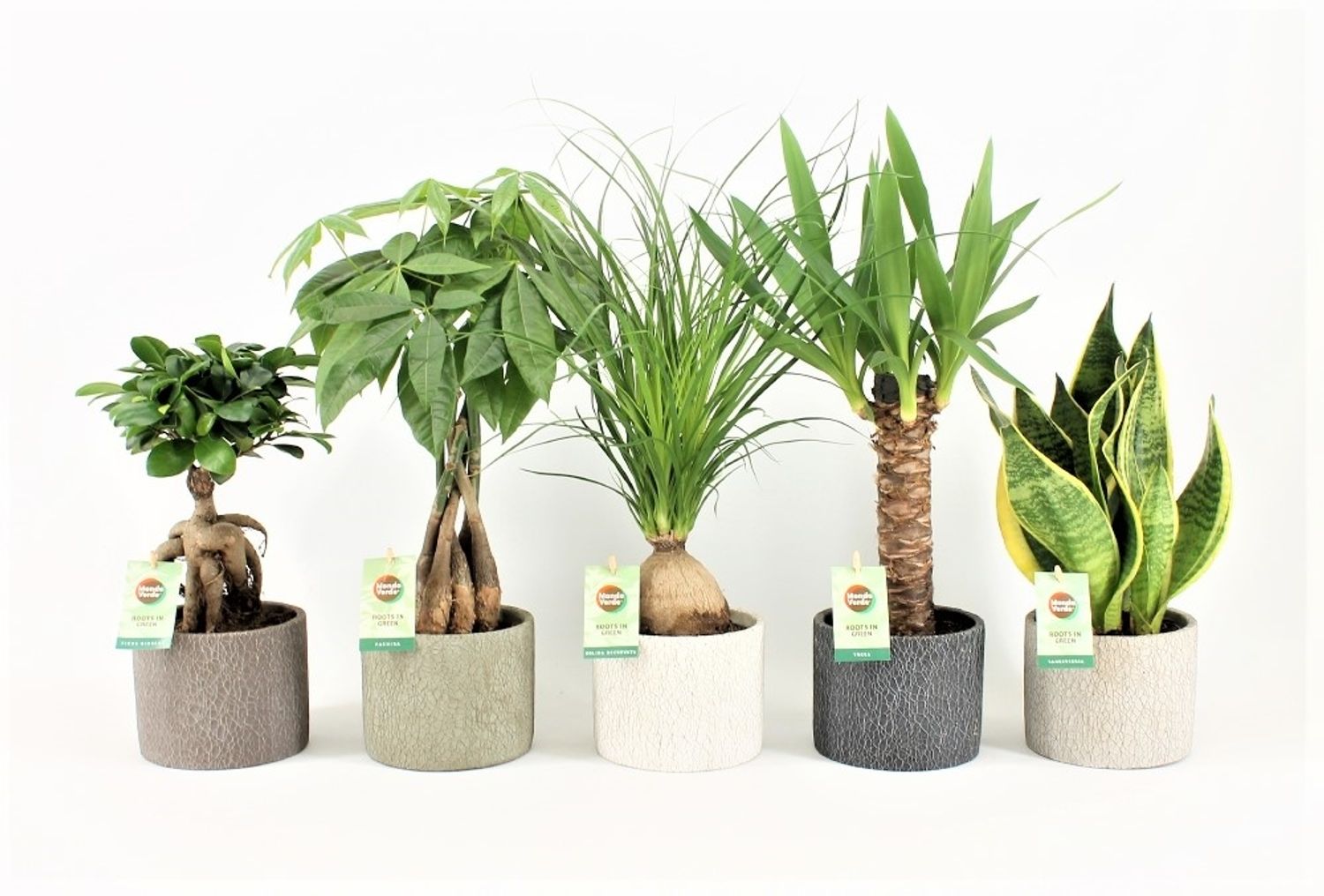 Houseplants MIX — Plant Wholesale FlorAccess