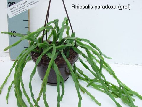 Rhipsalis paradoxa — Plant Wholesale FlorAccess