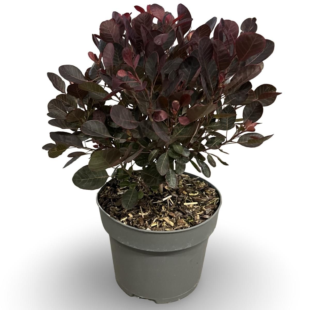 Cotinus coggygria 'Lilla' — Plant Wholesale FlorAccess