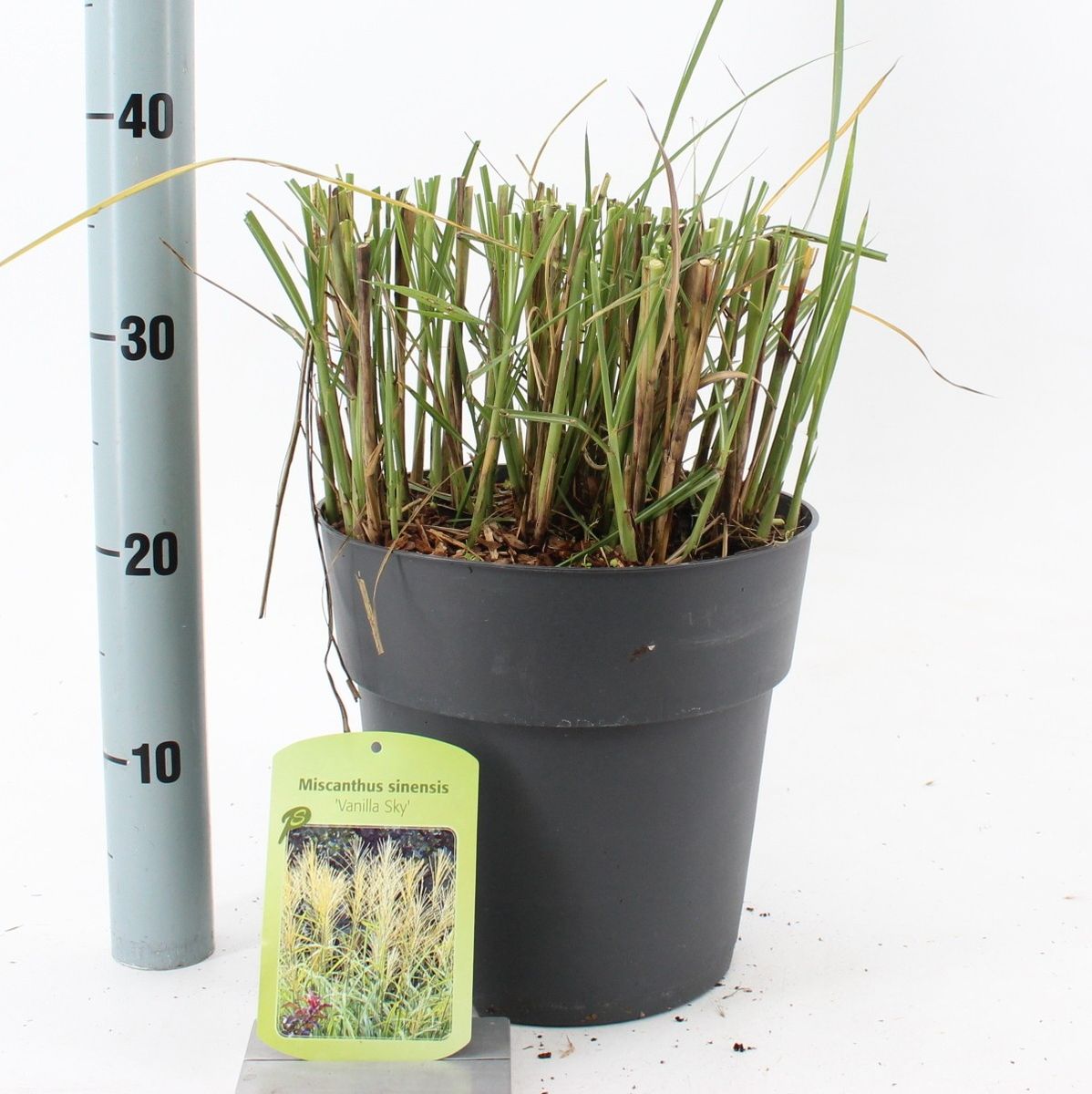 Miscanthus sinensis 'Vanilla Sky' — Растения Оптовая FlorAccess