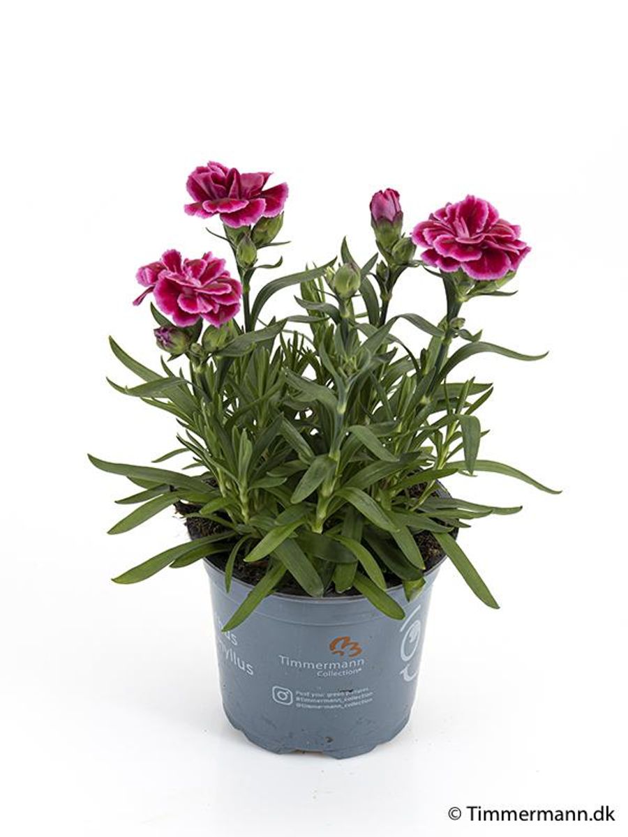 Dianthus OSCAR PURPLE — Plant Wholesale FlorAccess