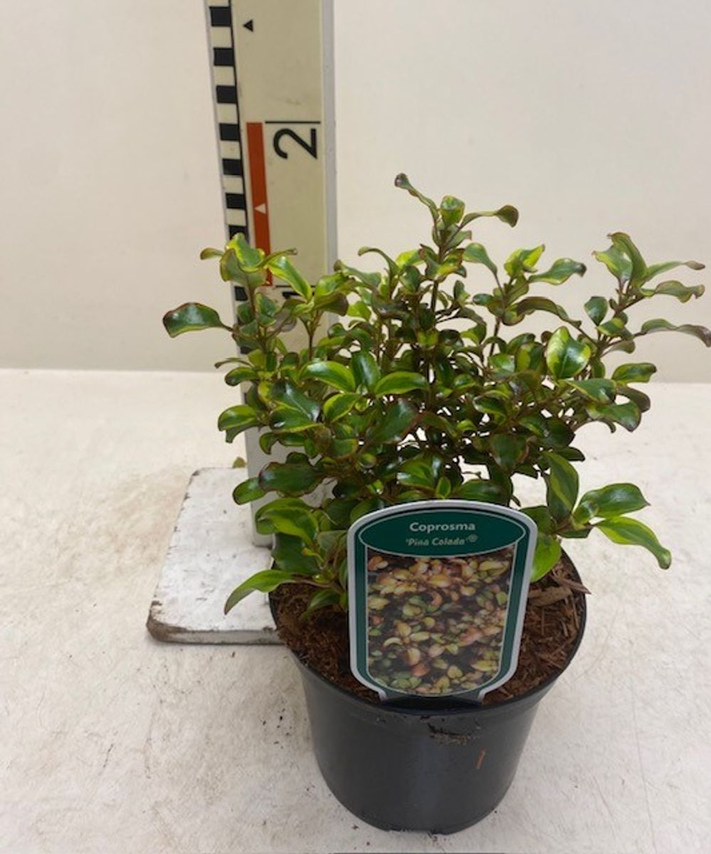 Coprosma repens 'Pina Colada' — Plant Wholesale FlorAccess
